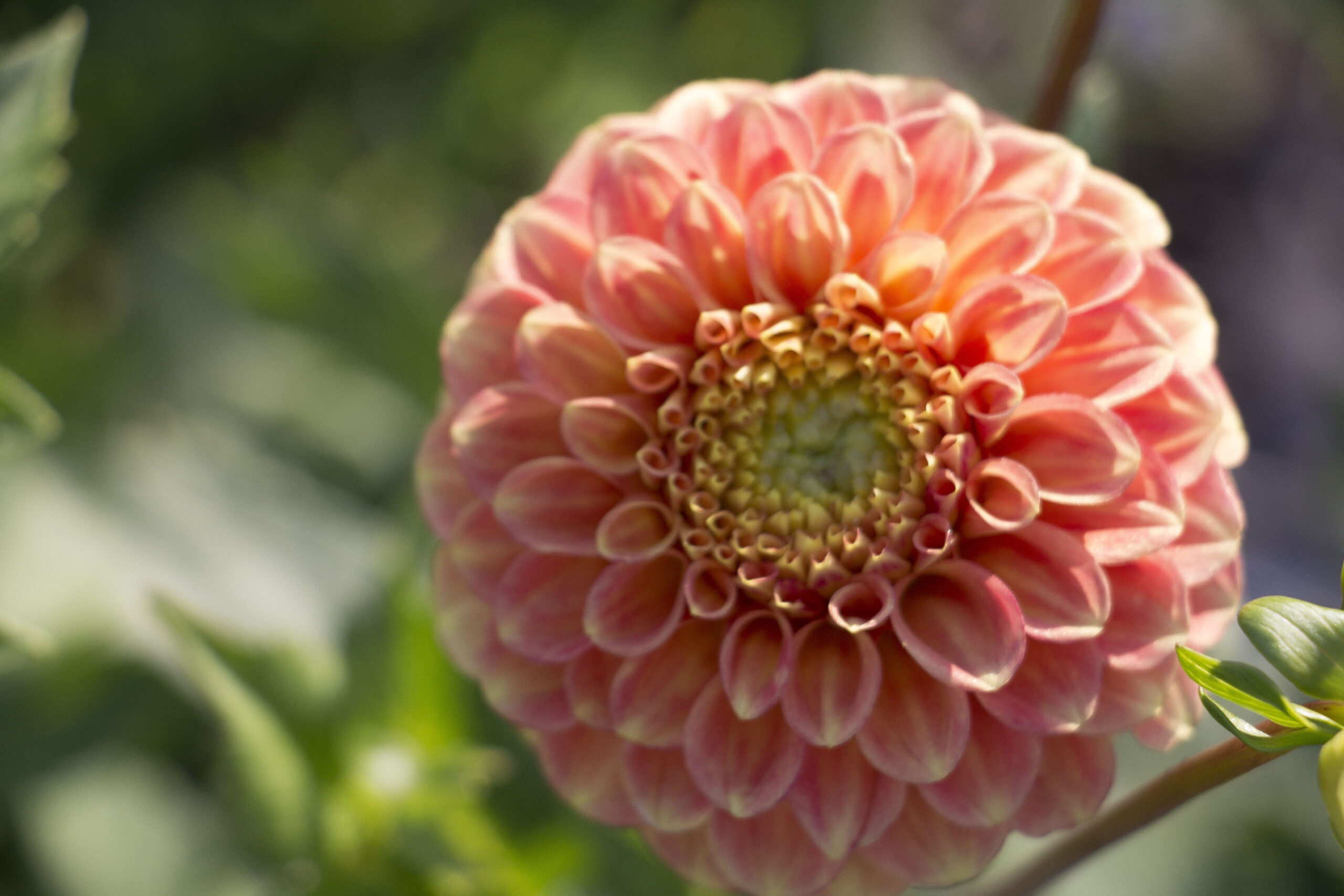 Allison Acres Farm, LLC - Allison Acres Farm, LLC